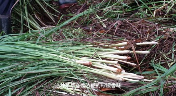 香茅草怎么吃_香茅草做菜有哪些做法-第3张图片-山城妙识