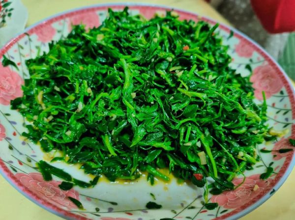 苜蓿怎么吃_苜蓿怎么做才好吃-第2张图片-山城妙识