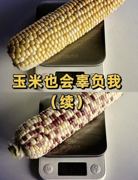 水果玉米减肥可以吃吗_热量高不高-第1张图片-山城妙识