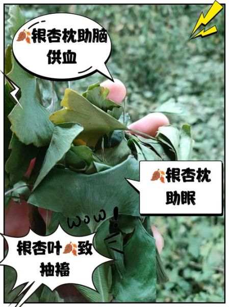 银杏叶的功效与作用_银杏叶怎么食用-第3张图片-山城妙识