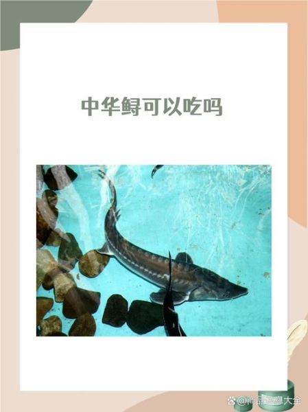 鲟鱼的功效与作用禁忌_孕妇可以吃鲟鱼吗-第3张图片-山城妙识