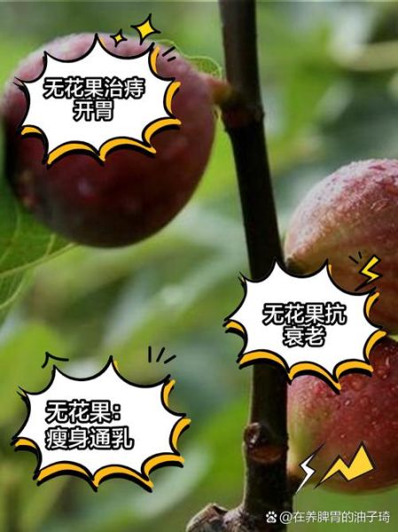 无花果图片大全及作用_无花果的功效与禁忌-第2张图片-山城妙识