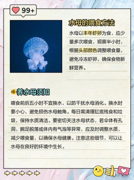 水母吃什么食物_家养水母怎么喂食-第2张图片-山城妙识