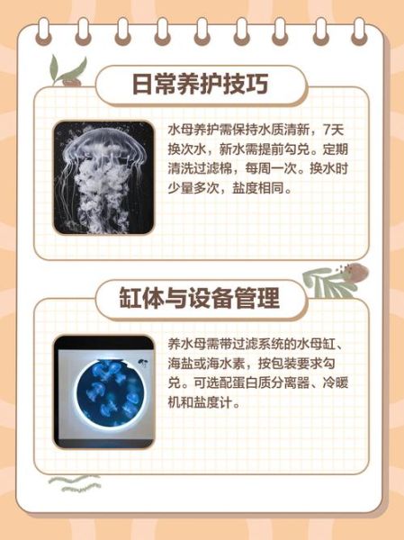 水母吃什么食物_家养水母怎么喂食-第3张图片-山城妙识