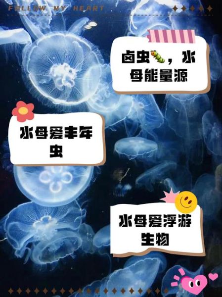 水母吃什么食物_家养水母怎么喂食-第1张图片-山城妙识
