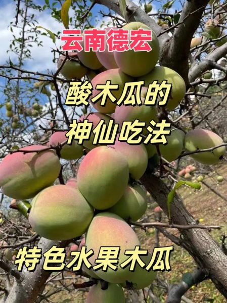 酸木瓜的功效与作用有哪些_酸木瓜怎么吃效果最好-第3张图片-山城妙识 酸木瓜的功效与作用有哪些_酸木瓜怎么吃效果最好-第3张图片-山城妙识