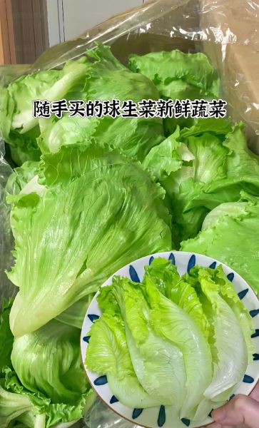 生菜图片大全大图真实_如何辨别新鲜生菜-第2张图片-山城妙识