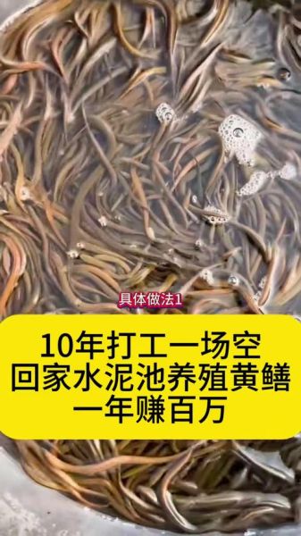 黄鳝养殖技术哪里学_黄鳝养殖培训哪家好-第2张图片-山城妙识