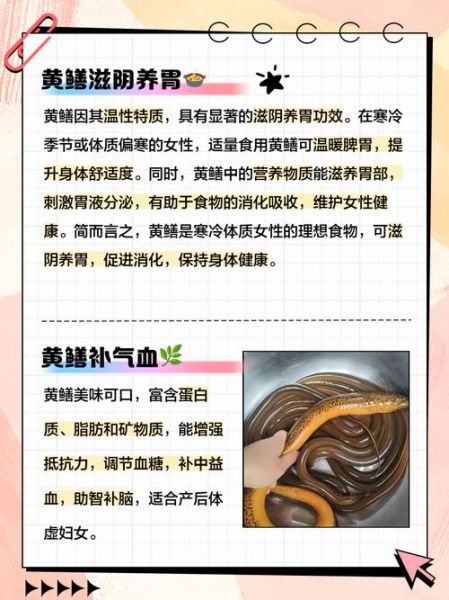 黄鳝的功效与作用禁忌_哪些人不能吃黄鳝-第3张图片-山城妙识