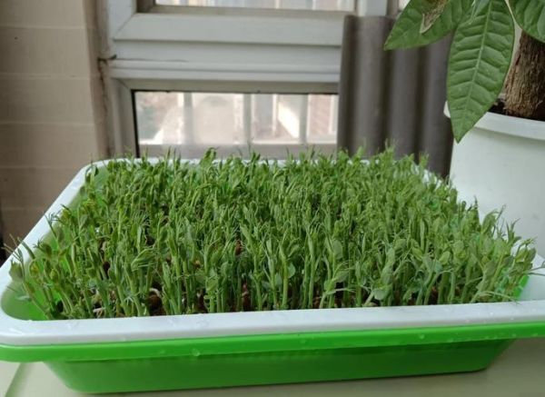 豆苗菜怎么种_豆苗菜种植方法步骤-第3张图片-山城妙识