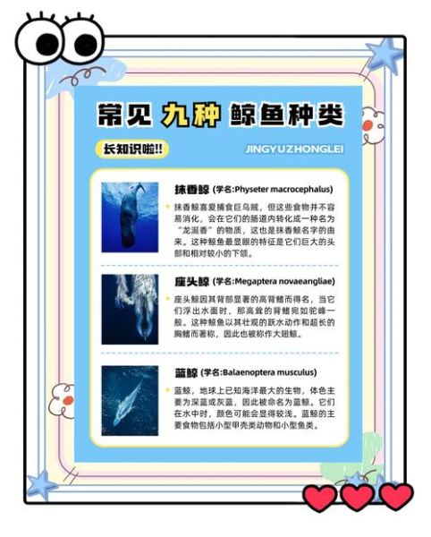 鲸鱼种类图片大全_如何区分蓝鲸与座头鲸-第1张图片-山城妙识