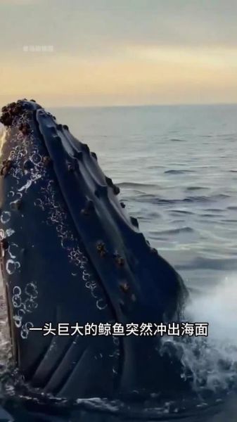 鲸鱼种类图片大全_如何区分蓝鲸与座头鲸-第2张图片-山城妙识