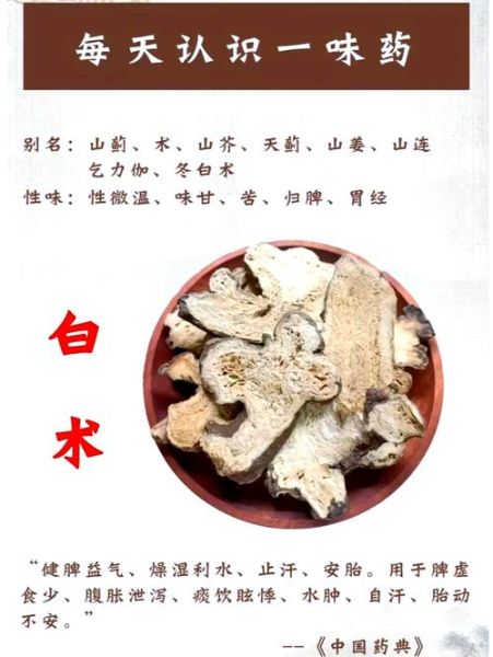 麸炒白术的功效与作用_麸炒白术的禁忌有哪些-第1张图片-山城妙识