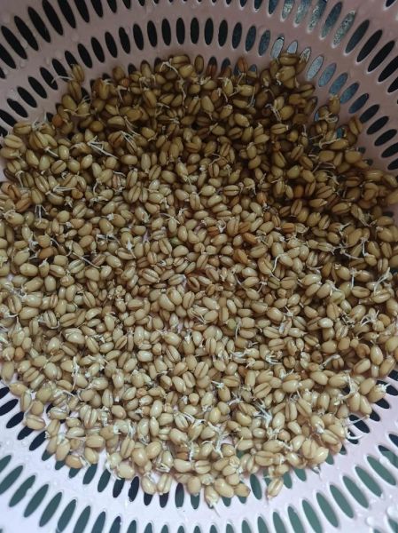 麦芽糖怎么做_麦芽糖的做法视频教程-第2张图片-山城妙识
