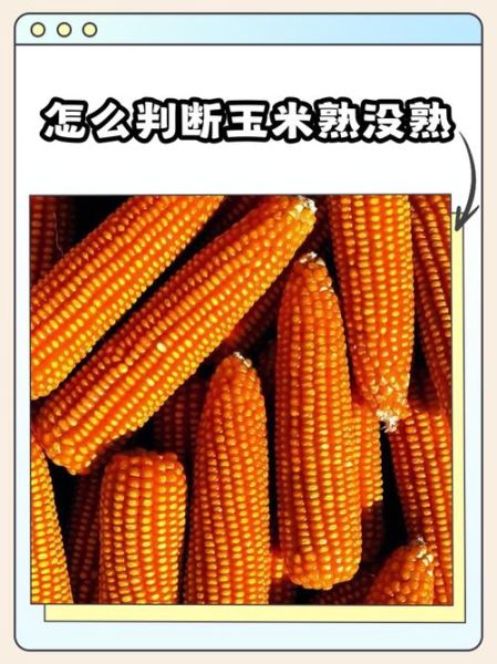 高压锅煮玉米要多久_怎么判断熟没熟-第3张图片-山城妙识 高压锅煮玉米要多久_怎么判断熟没熟-第3张图片-山城妙识