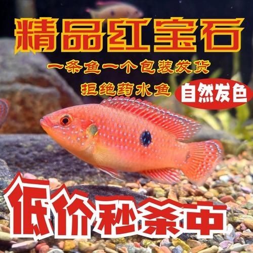 小红鱼app怎么赚钱_小红鱼app靠谱吗-第3张图片-山城妙识