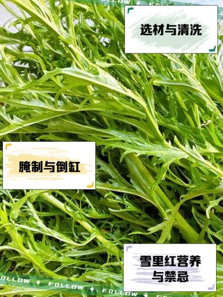 雪里红图片大全大图_雪里红和雪菜的区别是什么-第2张图片-山城妙识