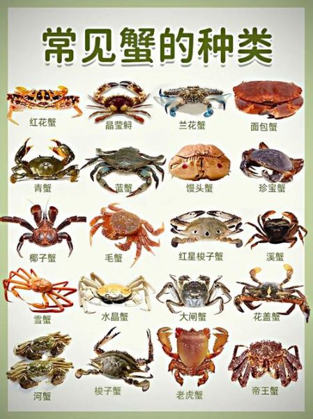 螃蟹吃什么食物可以养活_家养螃蟹喂什么-第1张图片-山城妙识