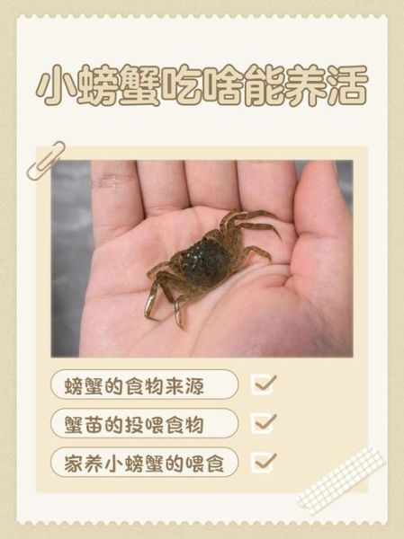 螃蟹吃什么食物可以养活_家养螃蟹喂什么-第3张图片-山城妙识
