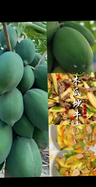 青木瓜怎么吃最好_青木瓜的正确吃法-第3张图片-山城妙识