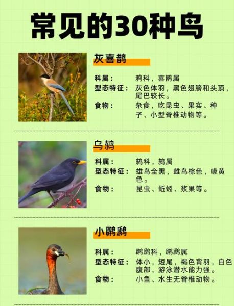 鸟类大全名称_如何快速识别常见鸟种-第1张图片-山城妙识