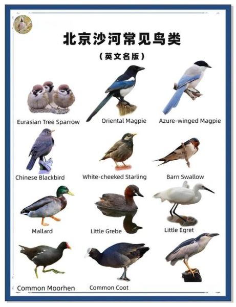 鸟类大全名称_如何快速识别常见鸟种-第3张图片-山城妙识