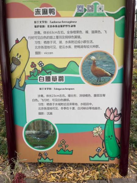 鸟类大全名称_如何快速识别常见鸟种-第2张图片-山城妙识