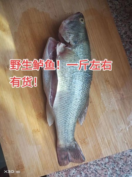 野生鲈鱼长什么样_野生鲈鱼图片大全哪里找-第2张图片-山城妙识
