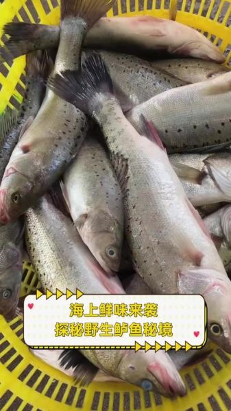 野生鲈鱼长什么样_野生鲈鱼图片大全哪里找-第1张图片-山城妙识