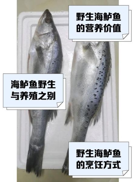 野生海鲈鱼多少钱一斤_野生海鲈鱼为什么这么贵-第1张图片-山城妙识
