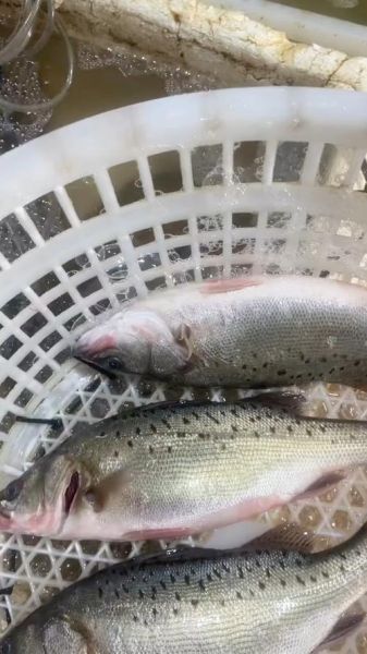 野生海鲈鱼多少钱一斤_野生海鲈鱼为什么这么贵-第3张图片-山城妙识