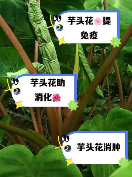芋头花的副作用有哪些_芋头花中毒怎么办-第1张图片-山城妙识