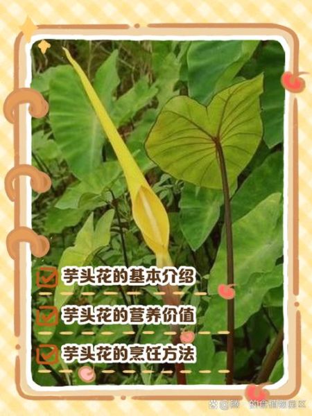 芋头花的副作用有哪些_芋头花中毒怎么办-第2张图片-山城妙识