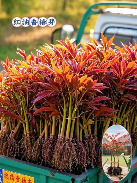 香椿树怎么种植_香椿树种植时间和方法-第1张图片-山城妙识