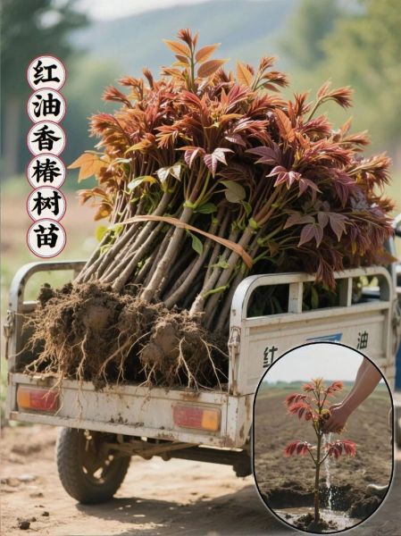 香椿树怎么种植_香椿树种植时间和方法-第3张图片-山城妙识