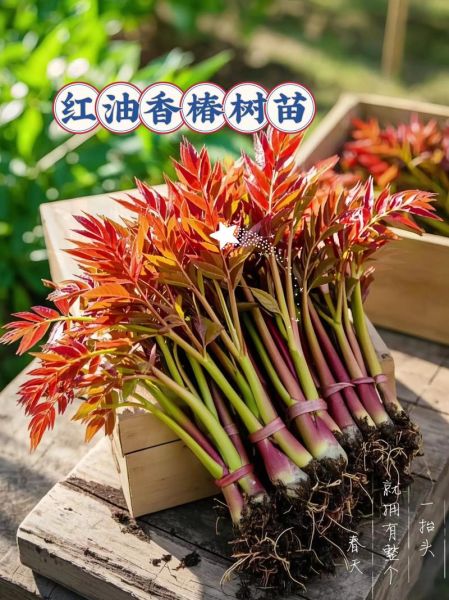 香椿树怎么种植_香椿树种植时间和方法-第2张图片-山城妙识