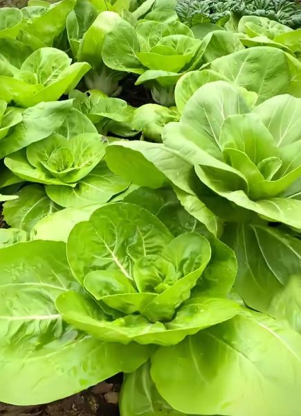 青菜有哪些种类_青菜图片名称大全-第3张图片-山城妙识