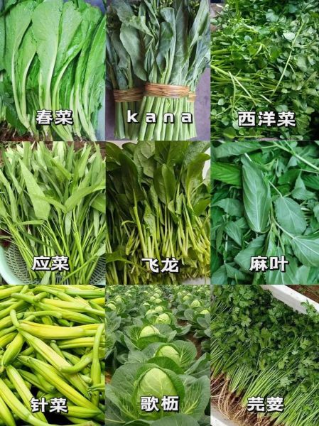 青菜有哪些种类_青菜图片名称大全-第2张图片-山城妙识