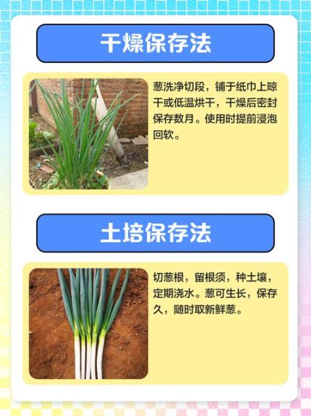 香葱怎么保存时间长_香葱图片识别技巧-第1张图片-山城妙识