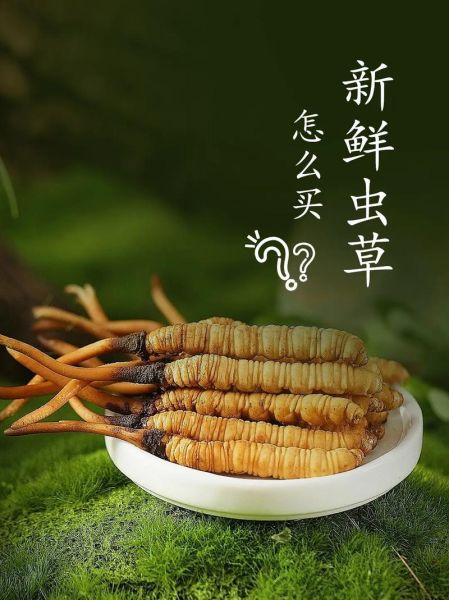 鲜虫草的功效与作用_鲜虫草怎么吃效果最好-第3张图片-山城妙识