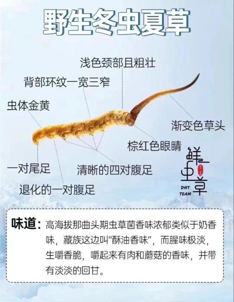 鲜虫草的功效与作用_鲜虫草怎么吃效果最好-第1张图片-山城妙识