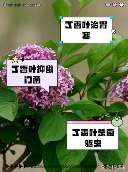 丁香能治什么病_丁香怎么用效果最好-第1张图片-山城妙识