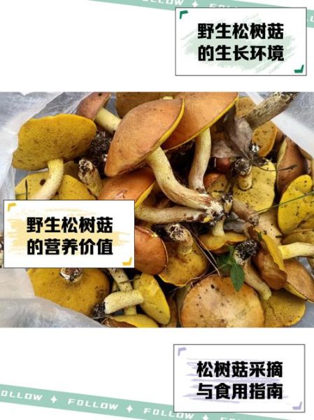 松树下蘑菇种类有哪些_如何辨别可食用品种-第2张图片-山城妙识