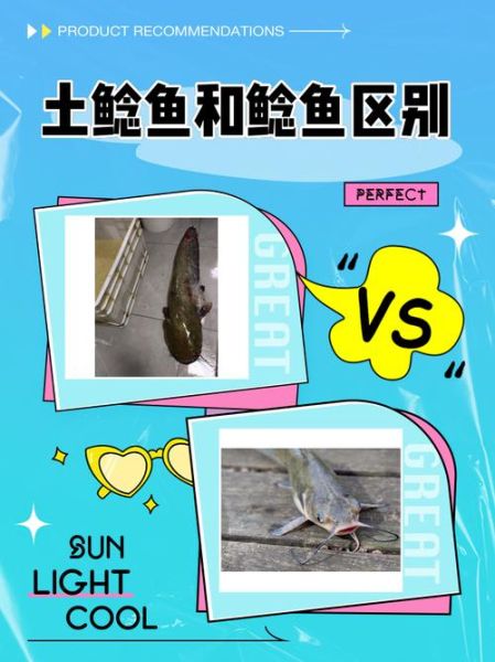 鲶鱼养殖技术_如何提高鲶鱼成活率-第3张图片-山城妙识 鲶鱼养殖技术_如何提高鲶鱼成活率-第3张图片-山城妙识