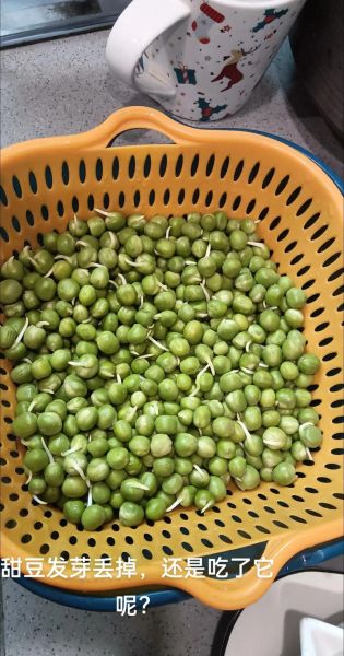 甜豆发芽了还能吃吗_甜豆发芽有毒吗-第1张图片-山城妙识
