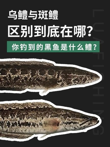 鳡鱼和黑鱼哪个厉害_鳡鱼vs黑鱼谁更强-第1张图片-山城妙识