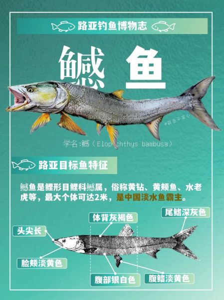 鳡鱼和黑鱼哪个厉害_鳡鱼vs黑鱼谁更强-第3张图片-山城妙识