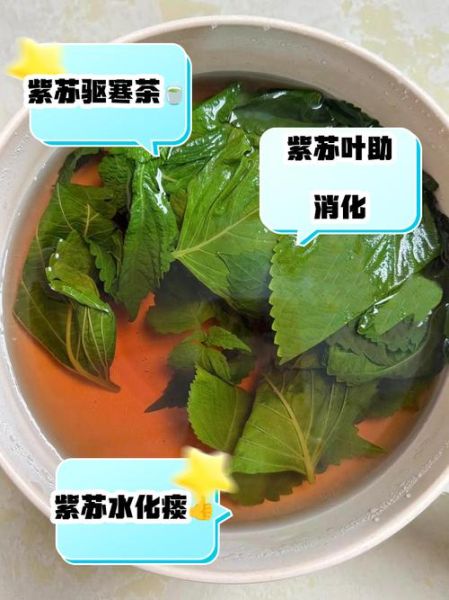紫苏叶泡水喝对妇科病有没有疗效_紫苏叶水能调理妇科炎症吗-第1张图片-山城妙识