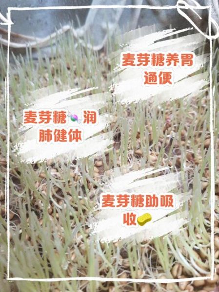 麦芽糖浆的作用与功效_麦芽糖浆可以代替白糖吗-第3张图片-山城妙识
