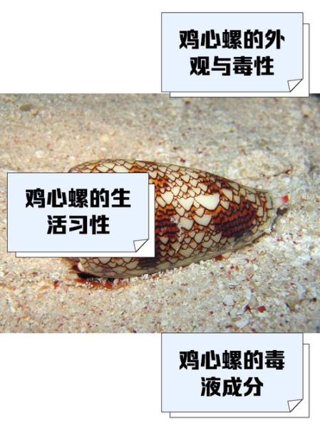 鸡心螺毒刺图片_鸡心螺毒刺有多毒-第3张图片-山城妙识